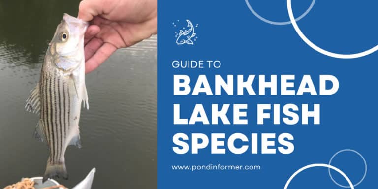List of Fish Species in Bankhead Lake 2023 [Updated] - Pond Informer