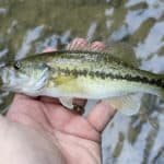 List of Fish Species in Bankhead Lake (Updated) - Pond Informer