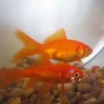 Can Goldfish Live in a Bowl? [The Facts] - Pond Informer