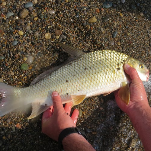 List of Fish Species in the Claiborne Reservoir (Updated) - Pond Informer