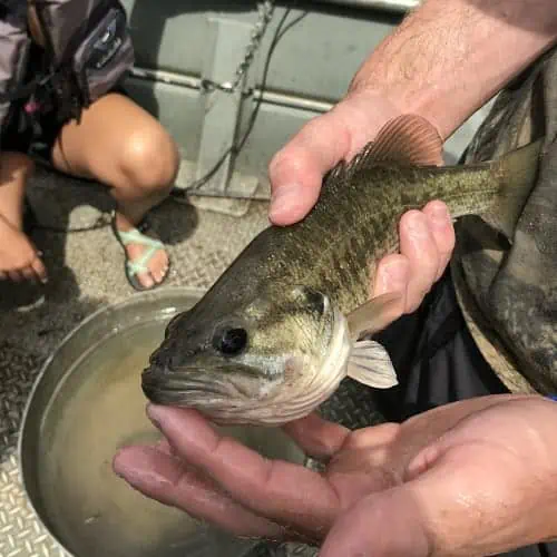 List of Fish Species in the Claiborne Reservoir (Updated) - Pond Informer