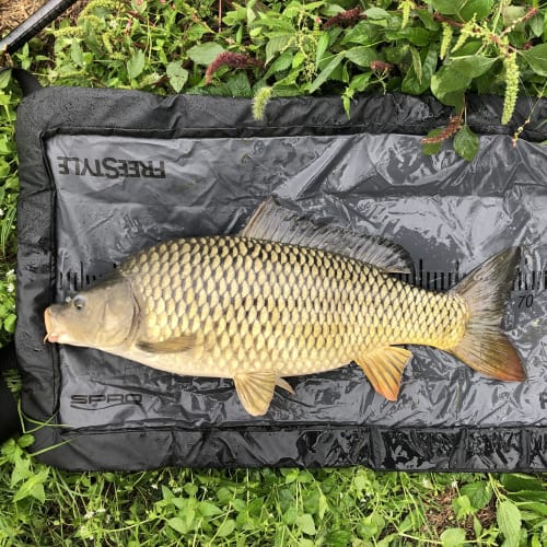 List of Fish Species in Coffeeville Lake (Updated) - Pond Informer