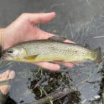 Freshwater Fish Species in Arizona (ID + Pictures) - Pond Informer