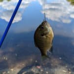List of Freshwater Fish Species in Arizona 2023 (ID + Pictures) - Pond ...