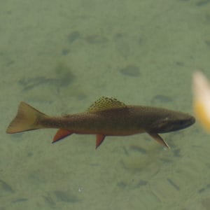 Freshwater Fish Species in Arizona (ID + Pictures) - Pond Informer