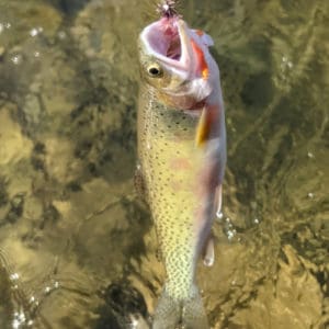Freshwater Fish Species in Arizona (ID + Pictures) - Pond Informer