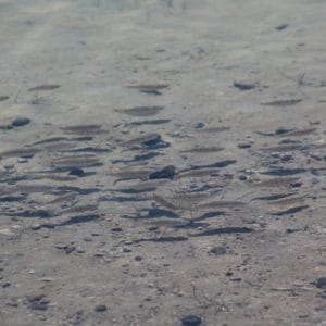 Freshwater Fish Species in Arizona (ID + Pictures) - Pond Informer