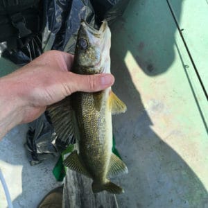 Freshwater Fish Species in Arizona (ID + Pictures) - Pond Informer