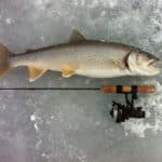 Freshwater Fish Species in Arkansas (ID + Pictures) - Pond Informer