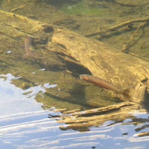 Freshwater Fish Species in Colorado (ID + Pictures) - Pond Informer