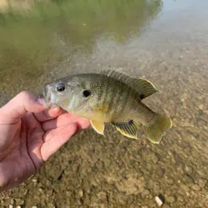 Freshwater Fish Species in Colorado (ID + Pictures) - Pond Informer