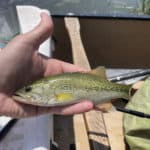 Freshwater Fish Species in Colorado (ID + Pictures) - Pond Informer