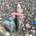 List of Freshwater Fish Species in Colorado 2023 (ID + Pictures) - Pond ...