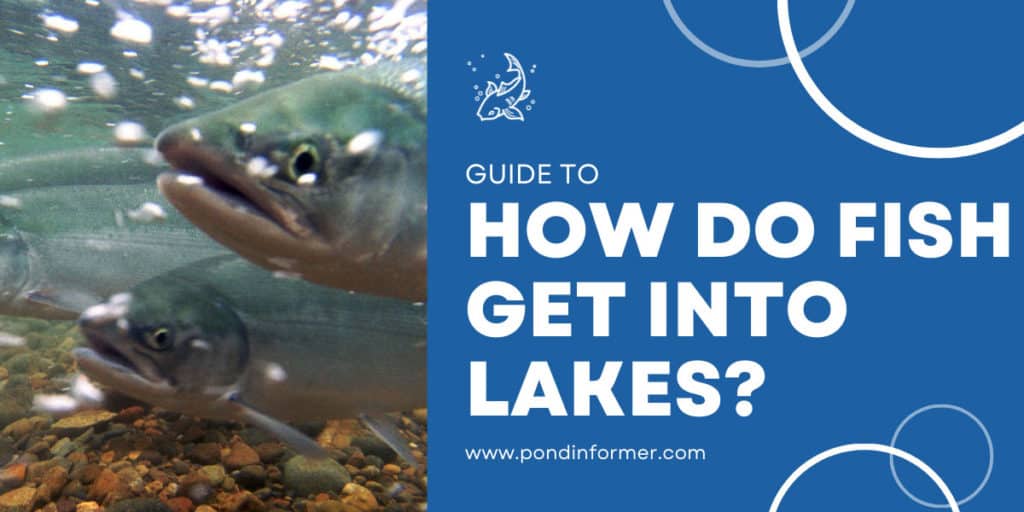 How Do Fish Get Into Lakes And Ponds? [Surprising Facts] - Pond Informer