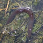 List of Animals That Live in Swamp Ecosystems 2023 [Updated] - Pond ...