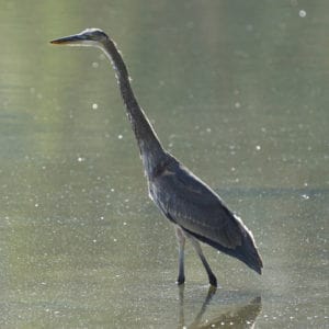 List of Animals That Live in Swamp Ecosystems 2023 [Updated] - Pond ...