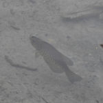 Fish Species in the Jones Bluff Reservoir (Updated) - Pond Informer