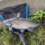 Fish Species in the Jones Bluff Reservoir (Updated) - Pond Informer