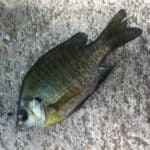Fish Species in the Jones Bluff Reservoir (Updated) - Pond Informer