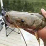 Fish Species in the Jones Bluff Reservoir (Updated) - Pond Informer