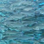 Fish Species in the Jones Bluff Reservoir (Updated) - Pond Informer