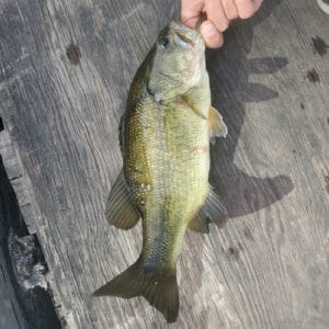 Fish Species in the Jones Bluff Reservoir (Updated) - Pond Informer