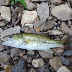 Fish Species in the Jones Bluff Reservoir (Updated) - Pond Informer