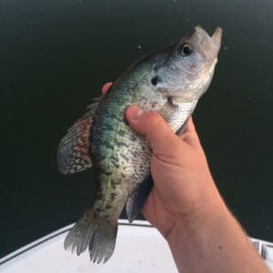 Fish Species in the Jones Bluff Reservoir (Updated) - Pond Informer