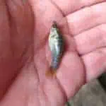 List of Fish Species in Lake Mead (Updated) - Pond Informer