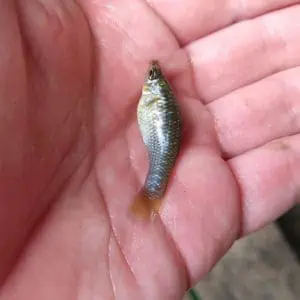 List of Fish Species in Lake Mead (Updated) - Pond Informer