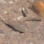 List of Fish Species in Lake Mead (Updated) - Pond Informer
