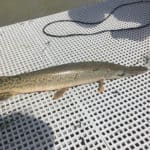 List of Fish Species in Lake Pontchartrain 2023 [Updated] - Pond Informer