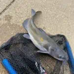 List of Fish Species in Lake Pontchartrain 2023 [Updated] - Pond Informer