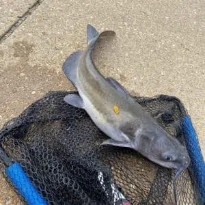 List of Fish Species in Lake Pontchartrain 2023 [Updated] - Pond Informer