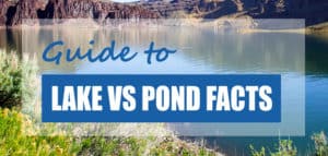 Lake vs. Pond - What's the Difference? [Surprising Facts] - Pond Informer