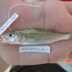 List of Fish Species in Lay Lake (Updated) - Pond Informer