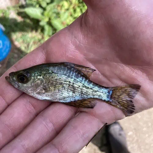 List of Fish Species in Logan Martin Lake 2024 [Updated] - Pond Informer