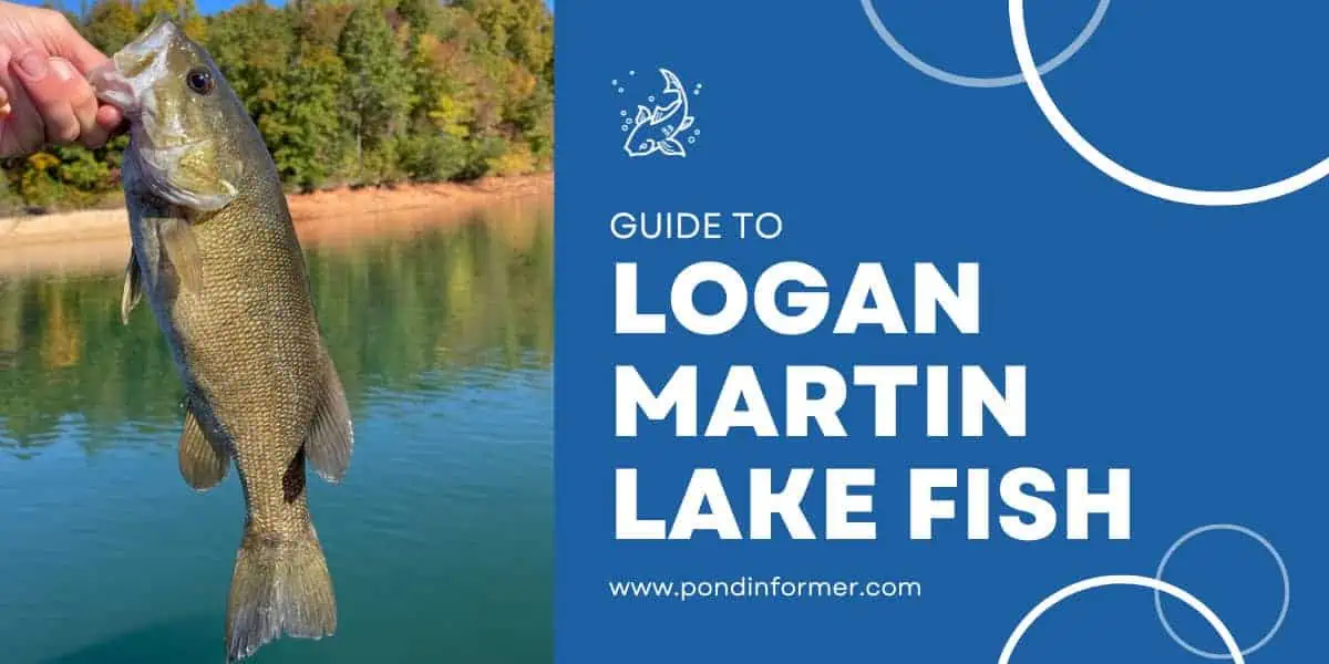 List of Fish Species in Logan Martin Lake 2024 [Updated] - Pond Informer