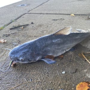 List of Fish Species in Neely Henry Lake (Updated) - Pond Informer