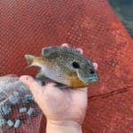 List of Fish Species in Neely Henry Lake (Updated) - Pond Informer
