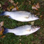 List of Fish Species in Neely Henry Lake (Updated) - Pond Informer