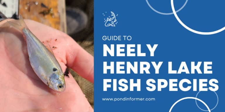 List of Fish Species in Neely Henry Lake 2023 [Updated] - Pond Informer