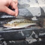List of Fish Species in Neely Henry Lake (Updated) - Pond Informer