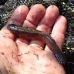 List of Pike Species (ID, Facts, & Pics) - Pond Informer