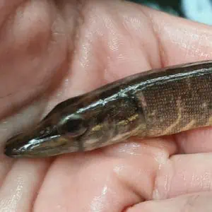 List of Pike Species (ID, Facts, & Pics) - Pond Informer