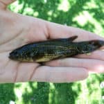 List of Pike Species (ID, Facts, & Pics) - Pond Informer