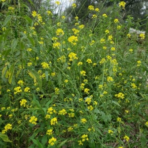 11 Plants That Absorb Radiation (Top Species) - Pond Informer