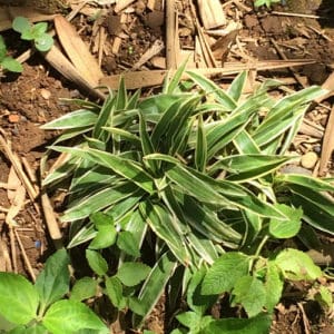 11 Plants That Absorb Radiation (Top Species) - Pond Informer