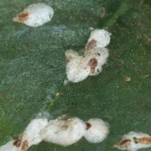 How to Prevent Scale on Plants (Causes & Treatments) - Pond Informer