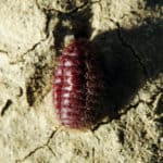 How to Prevent Scale on Plants (Causes & Treatments) - Pond Informer